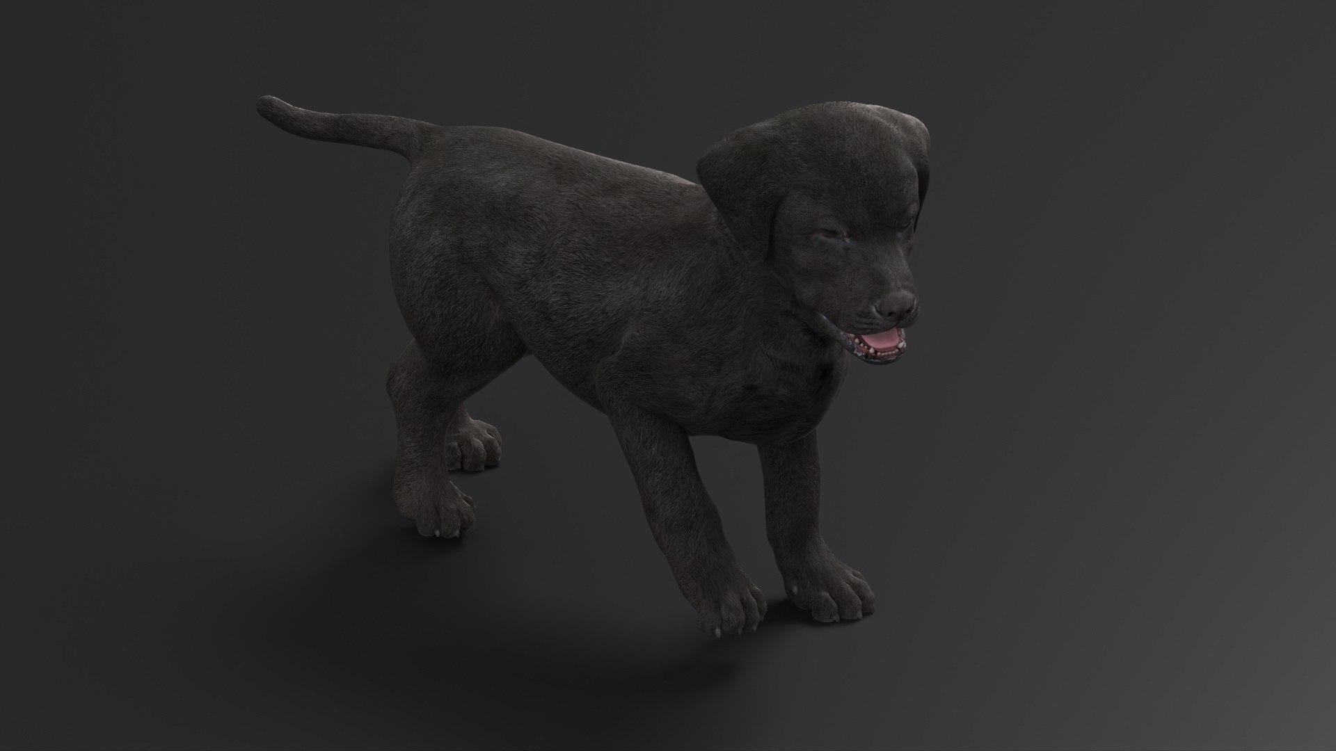 Labrador Puppy Leisurely Walk Animated Rigged 3D - TurboSquid 2411078
