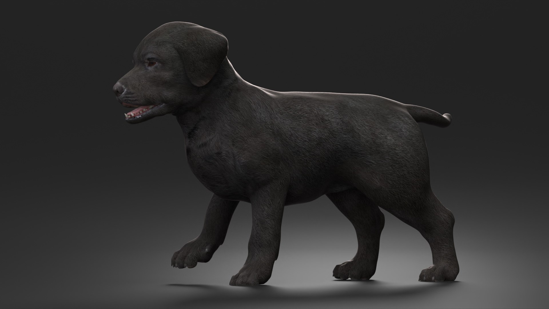 Labrador Puppy Leisurely Walk Animated Rigged 3D - TurboSquid 2411078