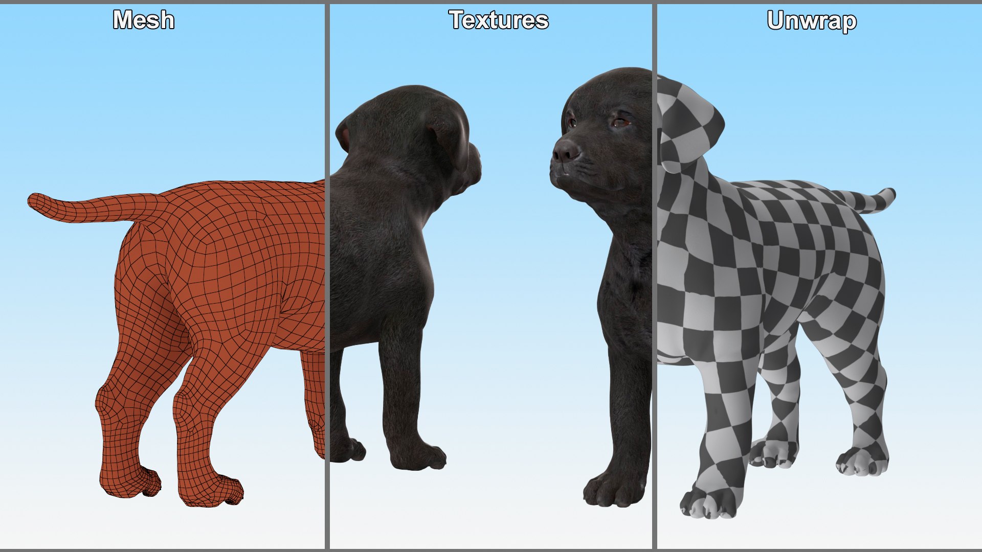 Labrador Puppy Leisurely Walk Animated Rigged 3D - TurboSquid 2411078