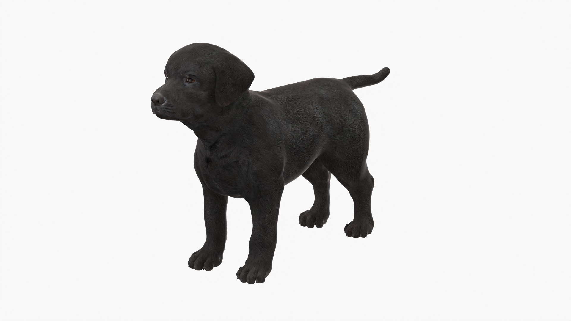 Labrador Puppy Leisurely Walk Animated Rigged 3D - TurboSquid 2411078