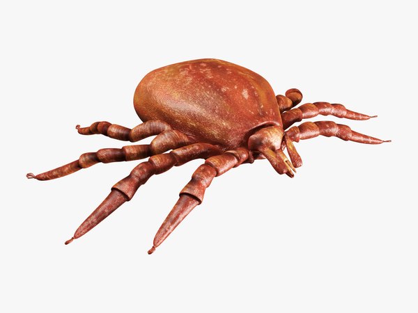 3D Tick Models | TurboSquid