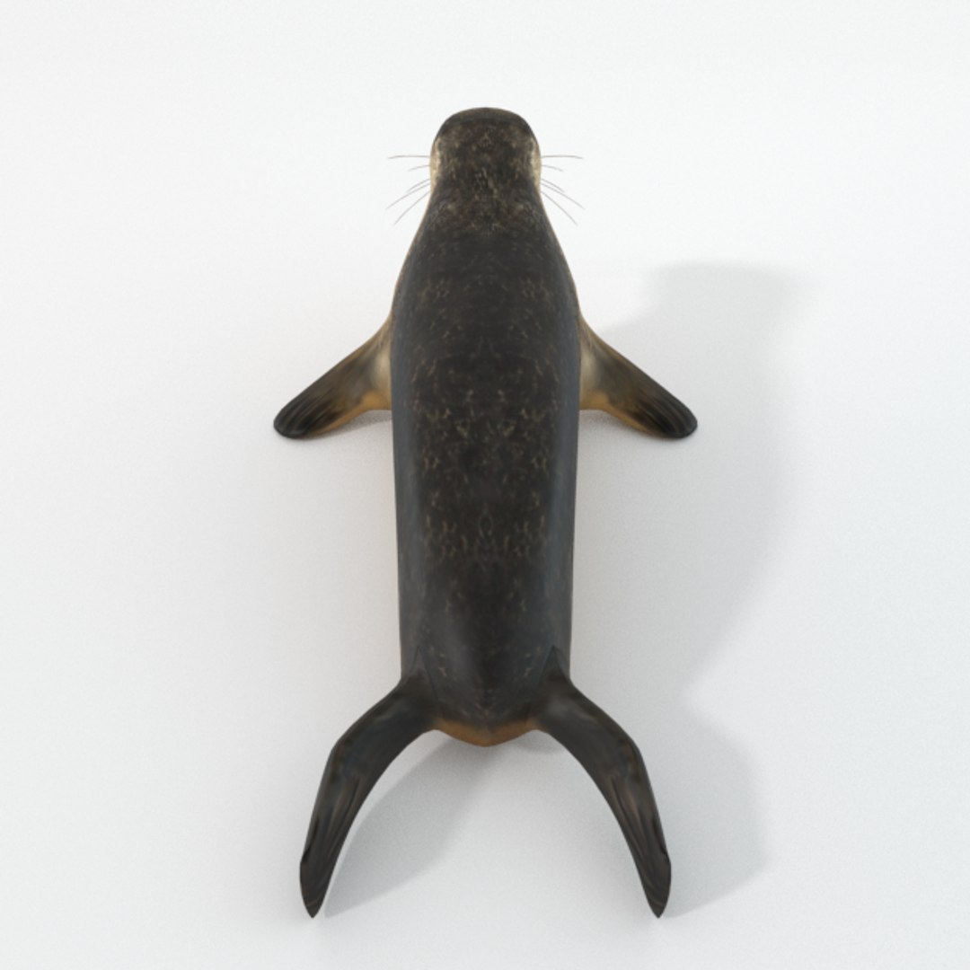 Seal Model - TurboSquid 1316809