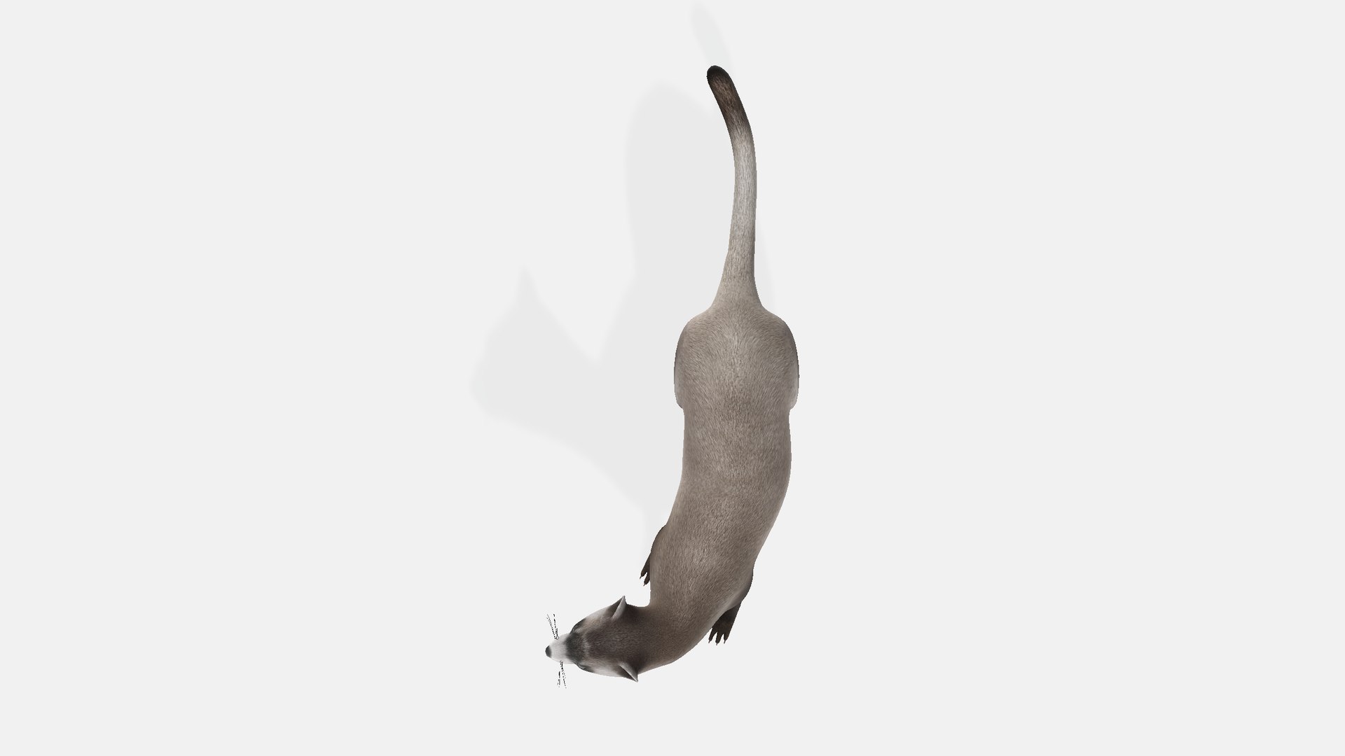 3D Weasel - TurboSquid 2301914