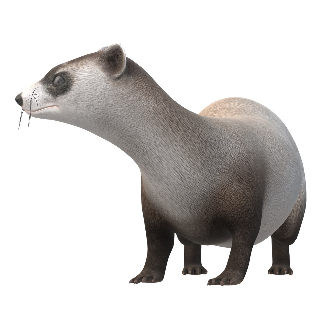 3D Weasel - TurboSquid 2301914