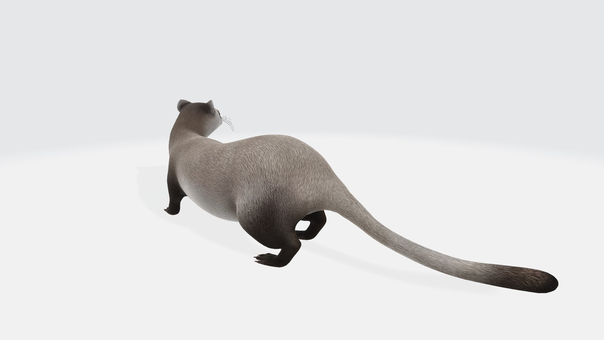 3D Weasel - TurboSquid 2301914