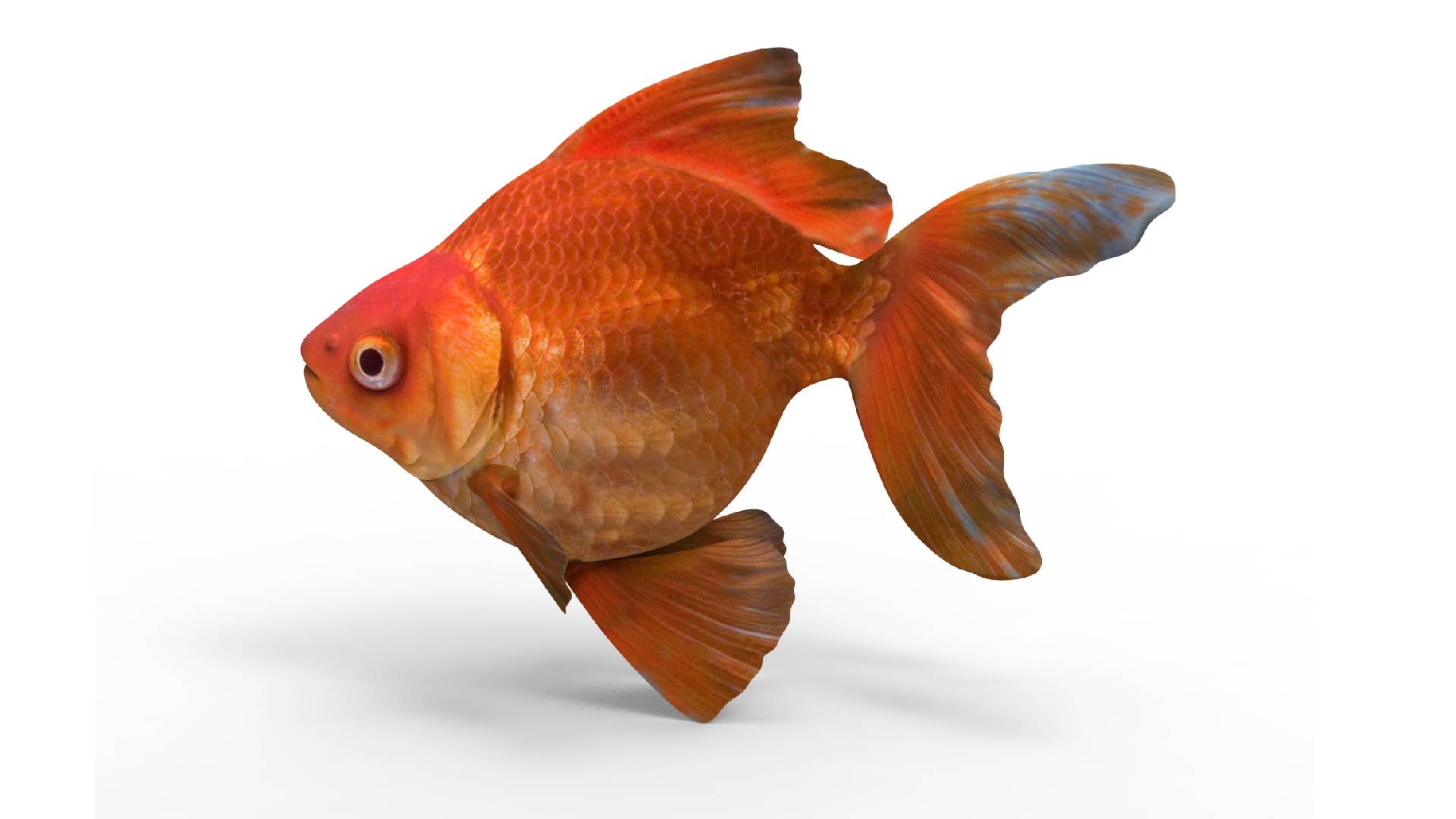 modelo 3d Ryukin Gold Fish - TurboSquid 1970112