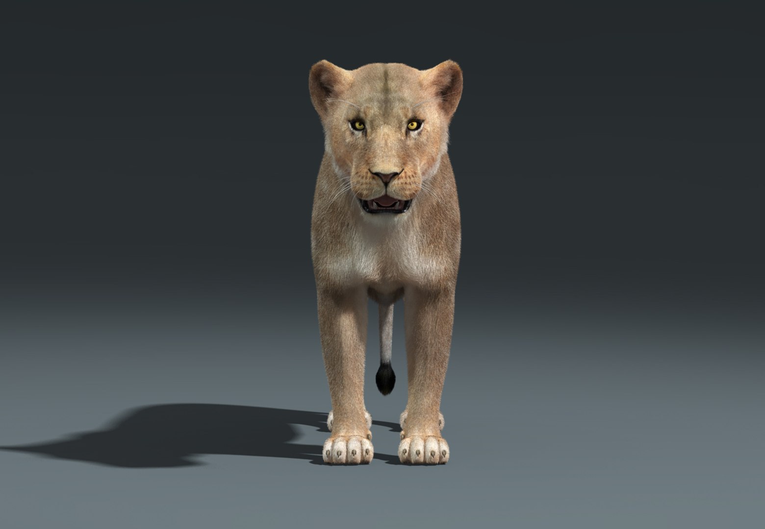 Lioness Fur Max
