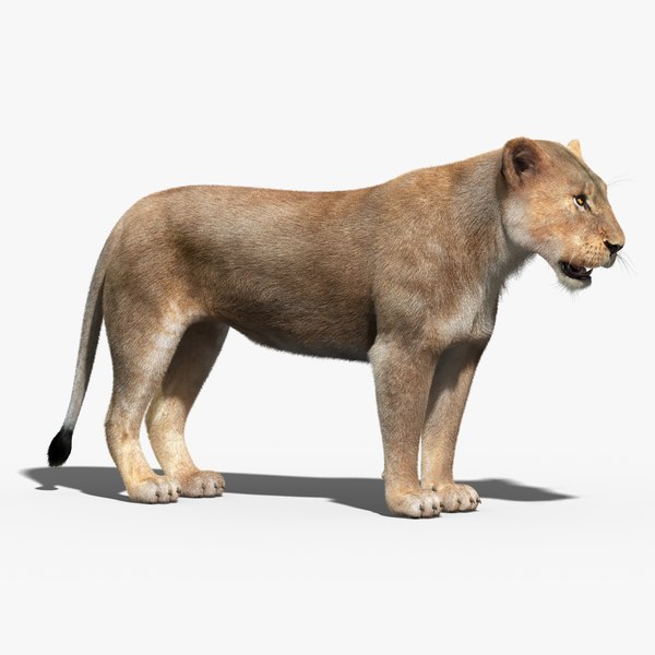 Lion 3D Models for Download | TurboSquid