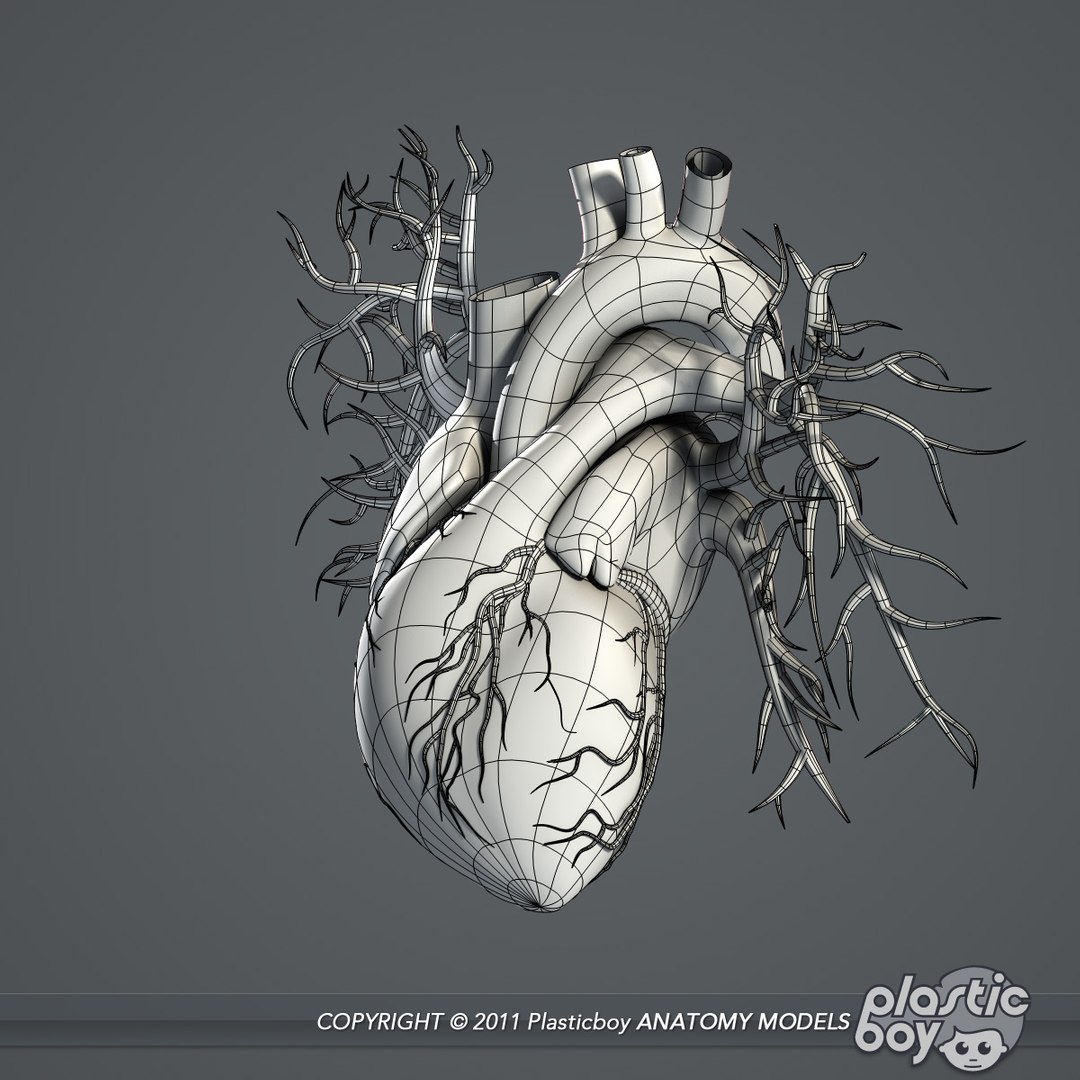 3dsmax Medically Human Heart