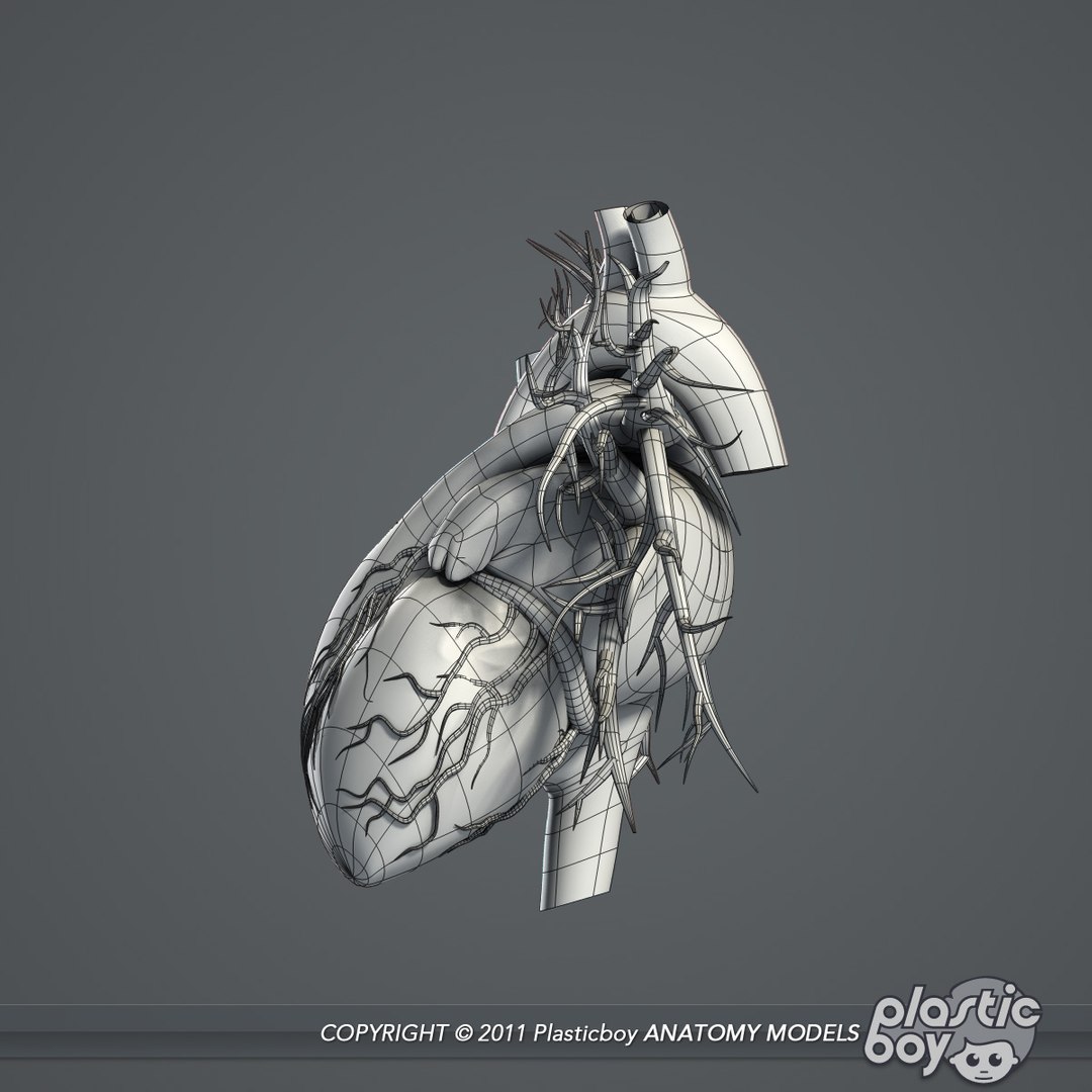 3dsmax Medically Human Heart