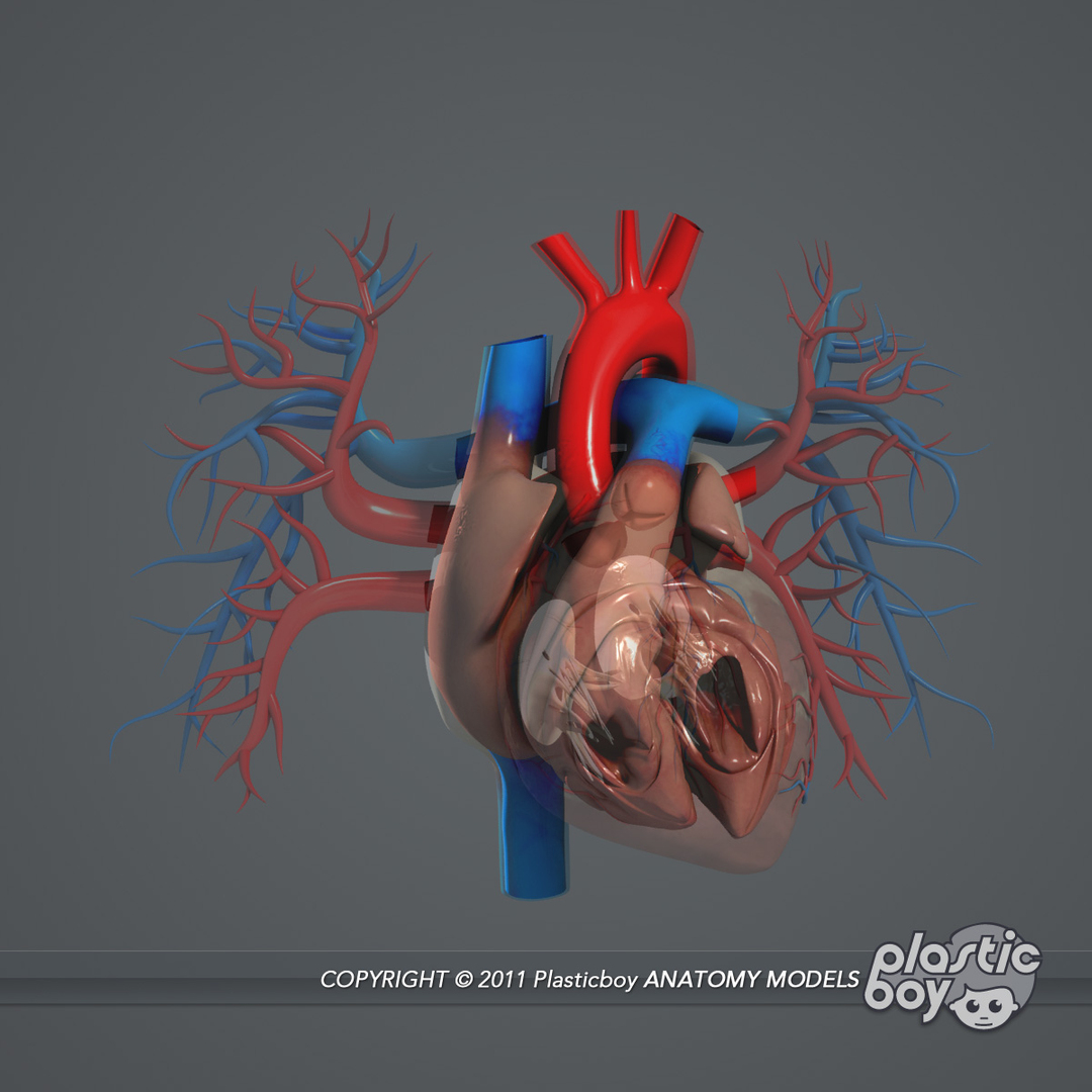 3dsmax Medically Human Heart