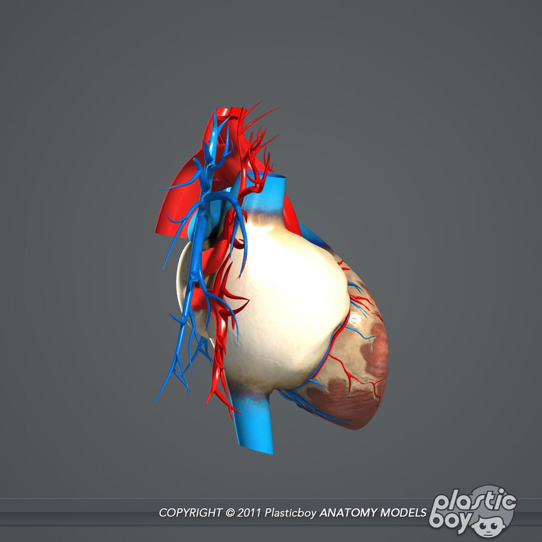 3dsmax Medically Human Heart