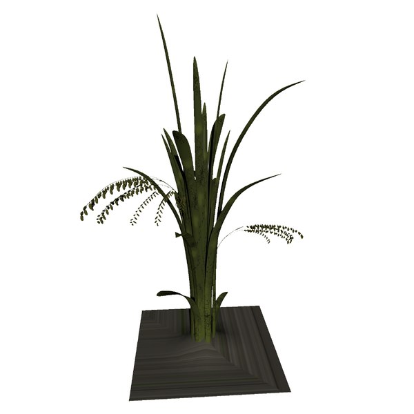 3D Rice Plant - TurboSquid 1733224