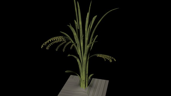 3D Rice Plant - TurboSquid 1733224