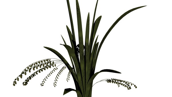 3D Rice Plant - TurboSquid 1733224
