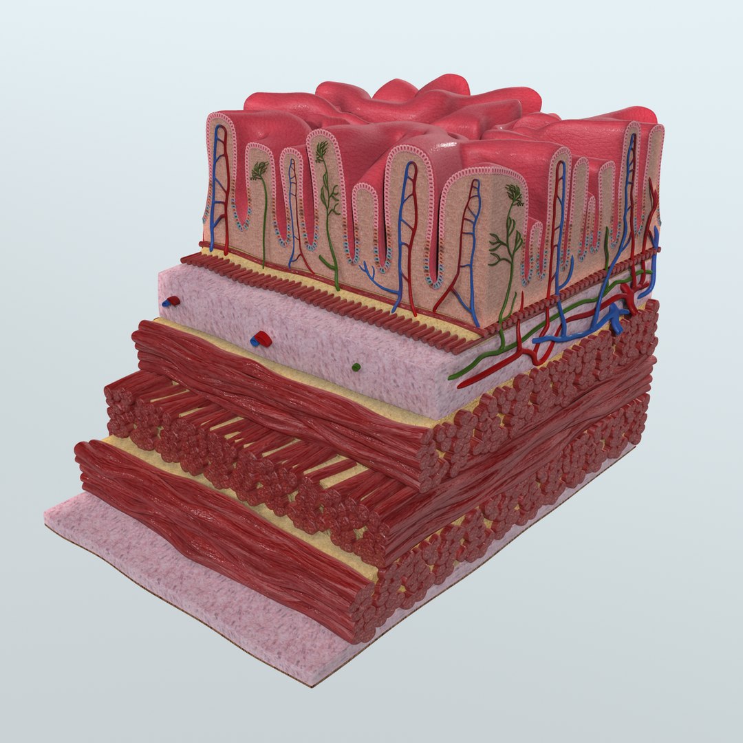 Human Stomach Wall Anatomy 3d Model
