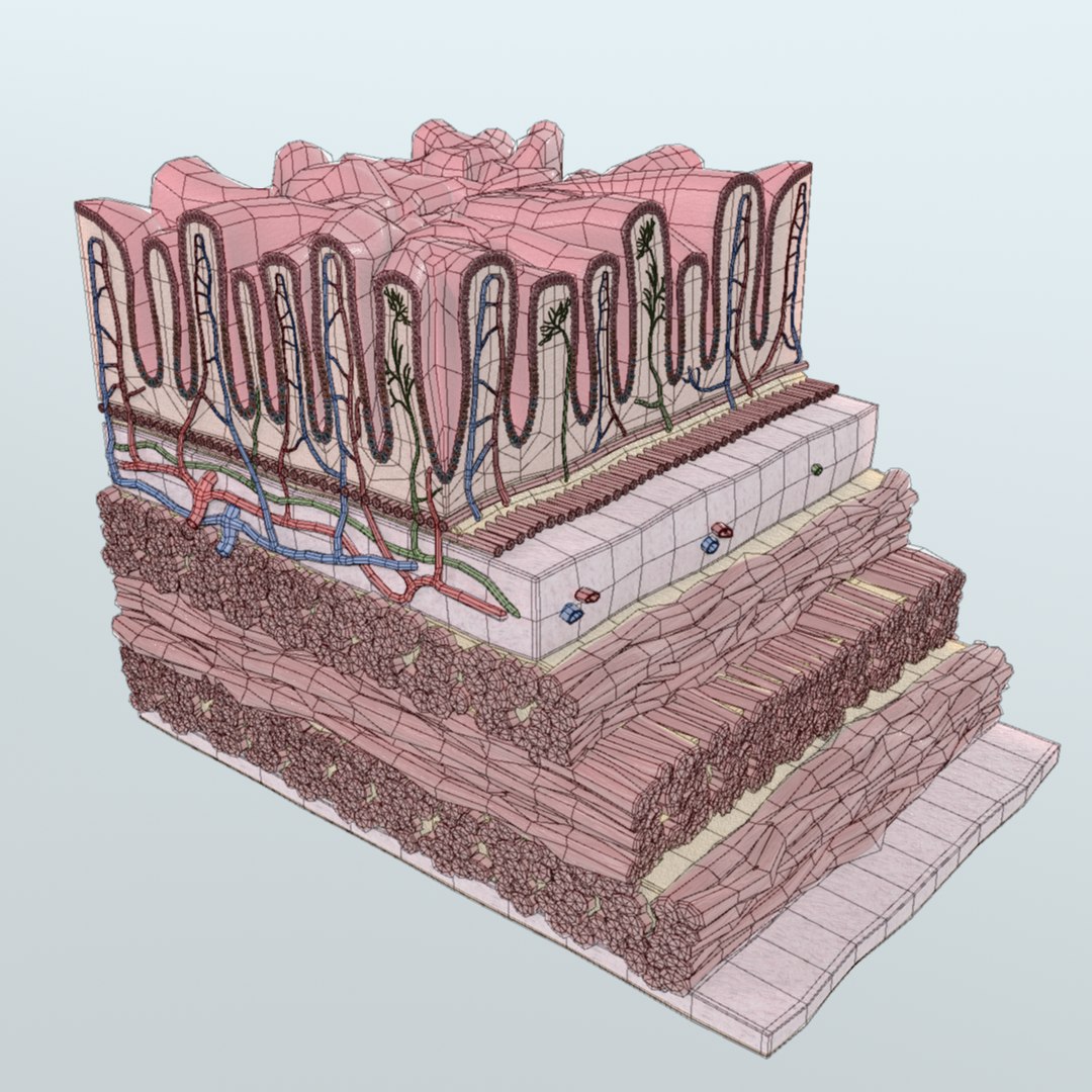 Human Stomach Wall Anatomy 3d Model