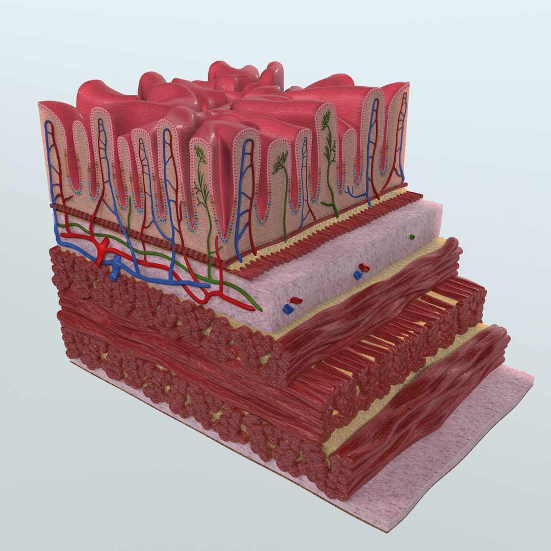 Human Stomach Wall Anatomy 3d Model