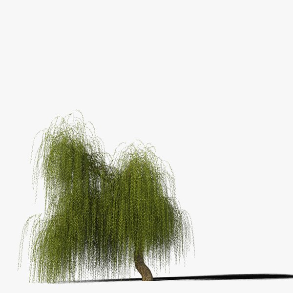 3d model willow tree