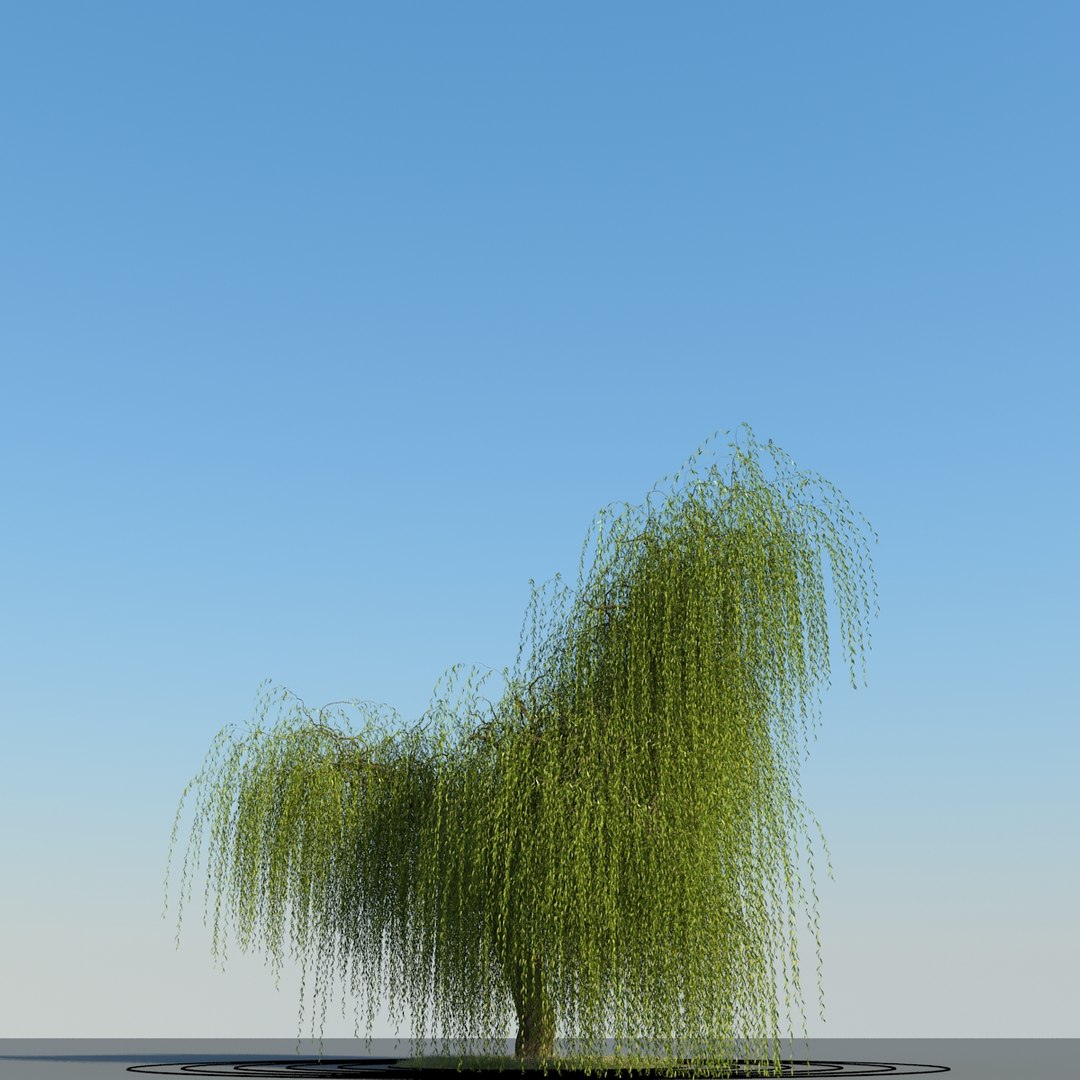 3d Model Willow Tree