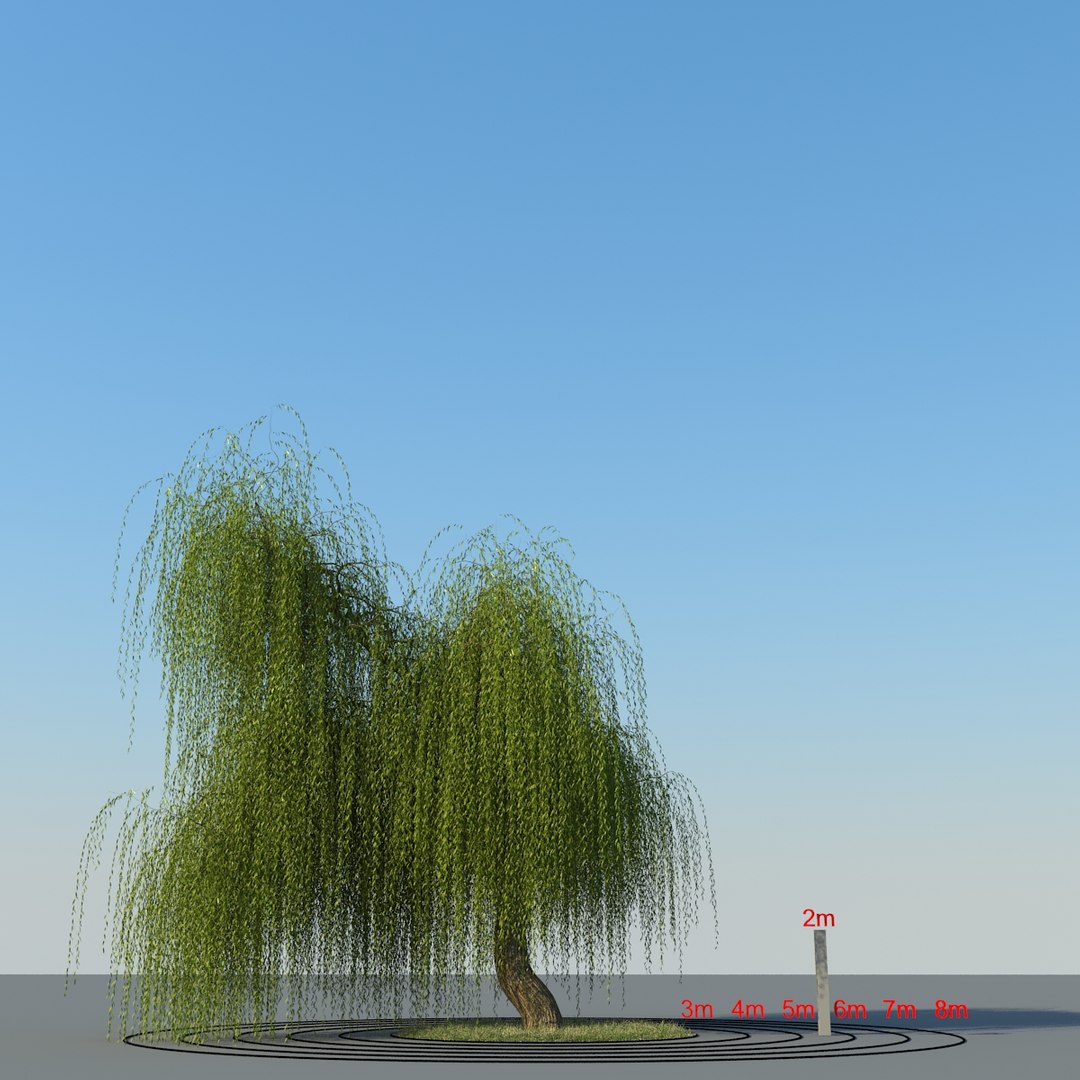 3d Model Willow Tree