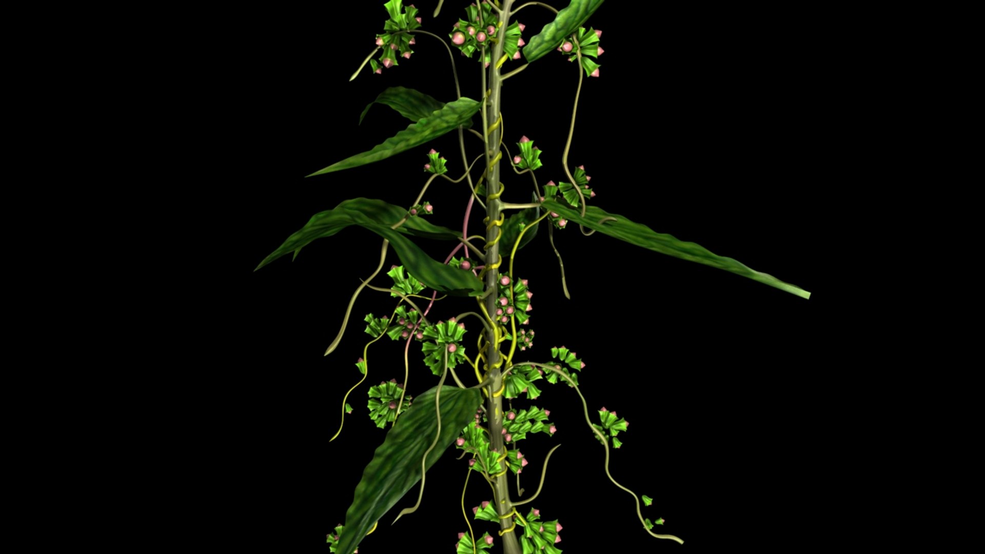 3d Cuscuta Parasitic Plants Model