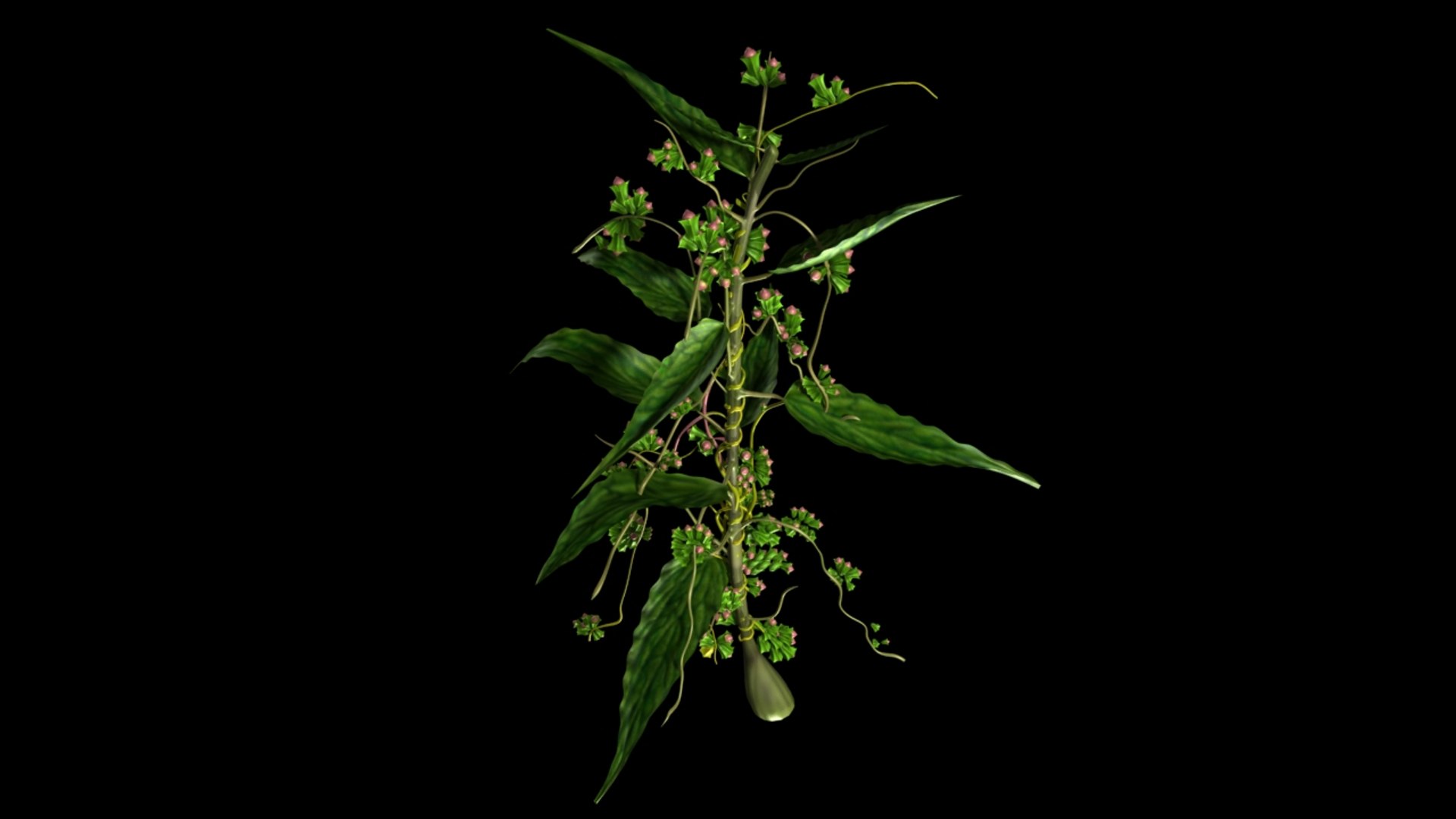 3d Cuscuta Parasitic Plants Model
