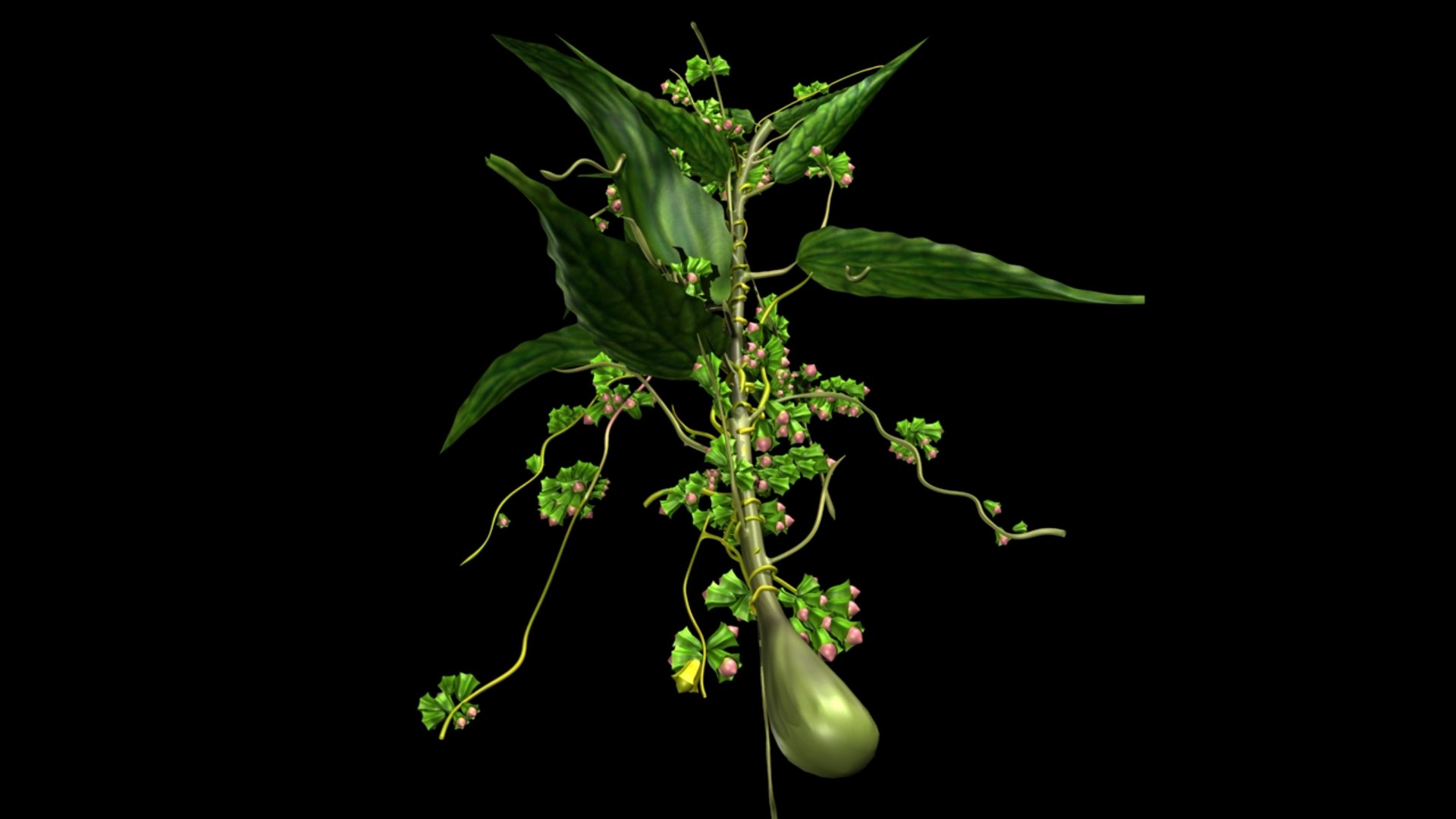 3d Cuscuta Parasitic Plants Model
