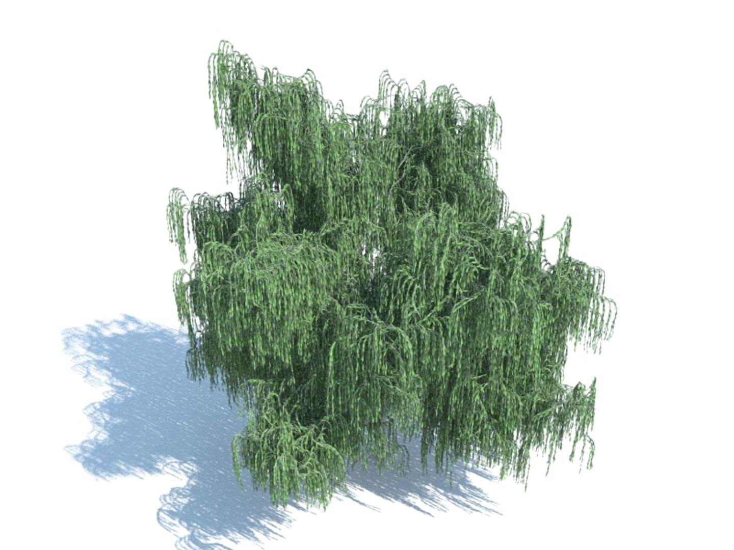 3d Model Realistic Willow Tree