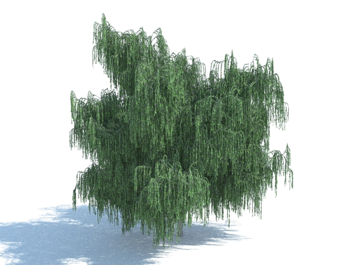 3d Model Realistic Willow Tree