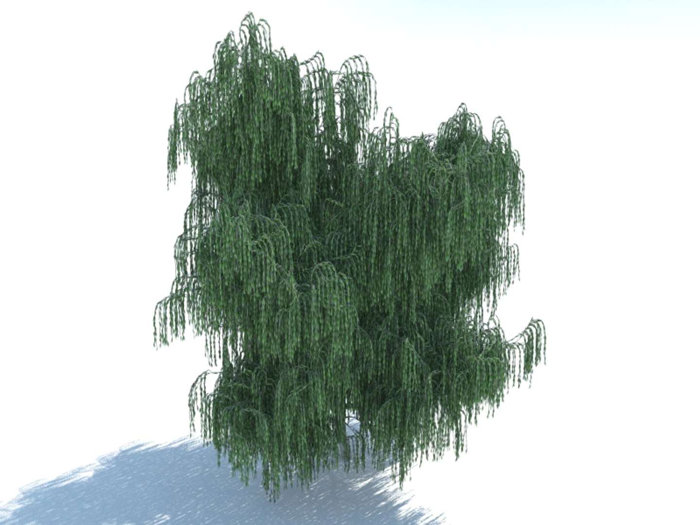 3d Model Realistic Willow Tree