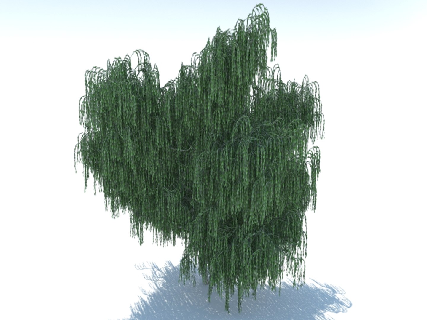 3d Model Realistic Willow Tree