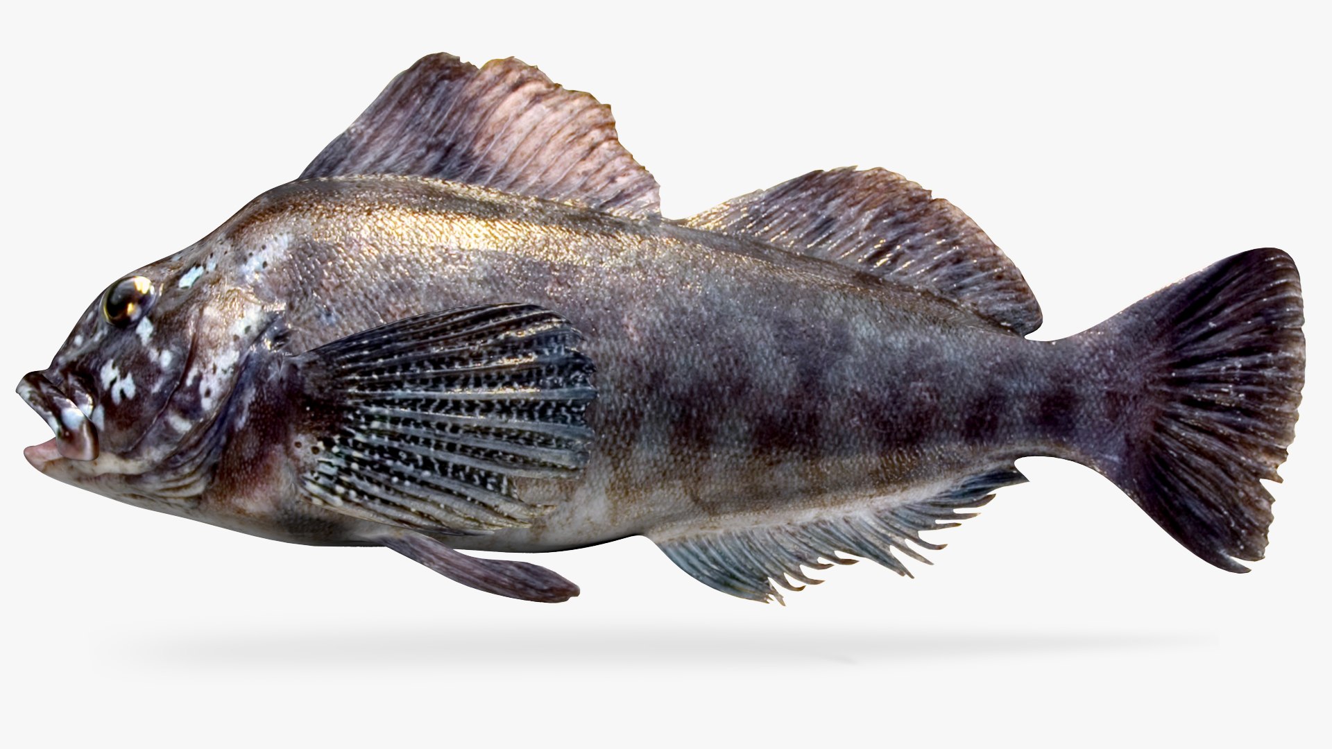 3D Kelp Greenling Male Model - TurboSquid 1696494