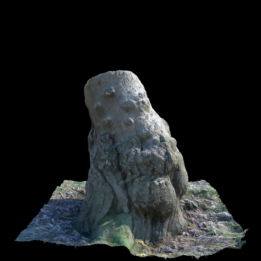 3D Stump Tree Scan - TurboSquid 1634042