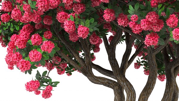 3D Rhododendron Red Tree - TurboSquid 1729552