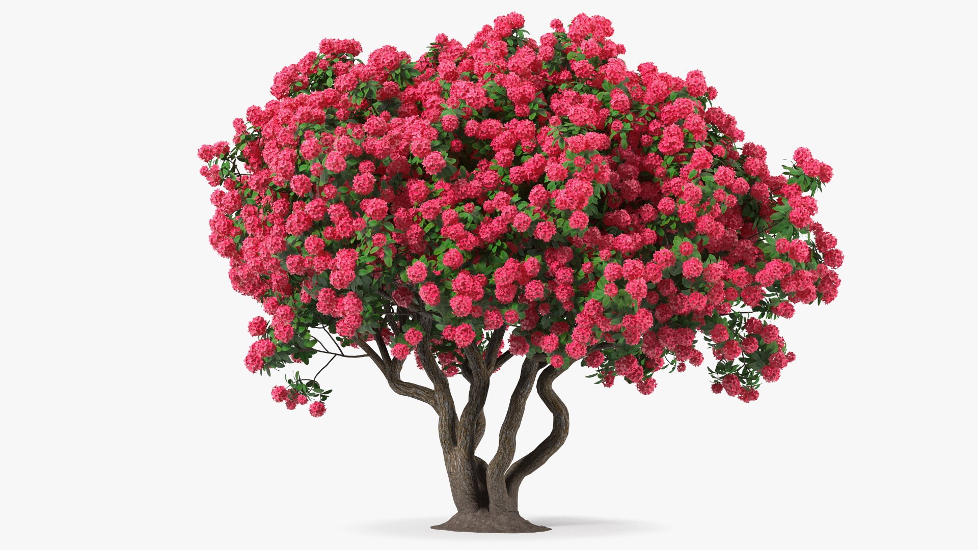 3D Rhododendron Red Tree - TurboSquid 1729552