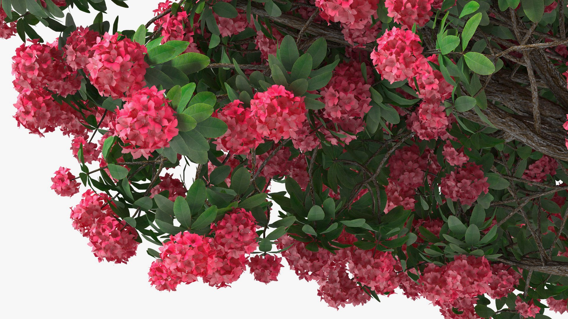 3D Rhododendron Red Tree - TurboSquid 1729552
