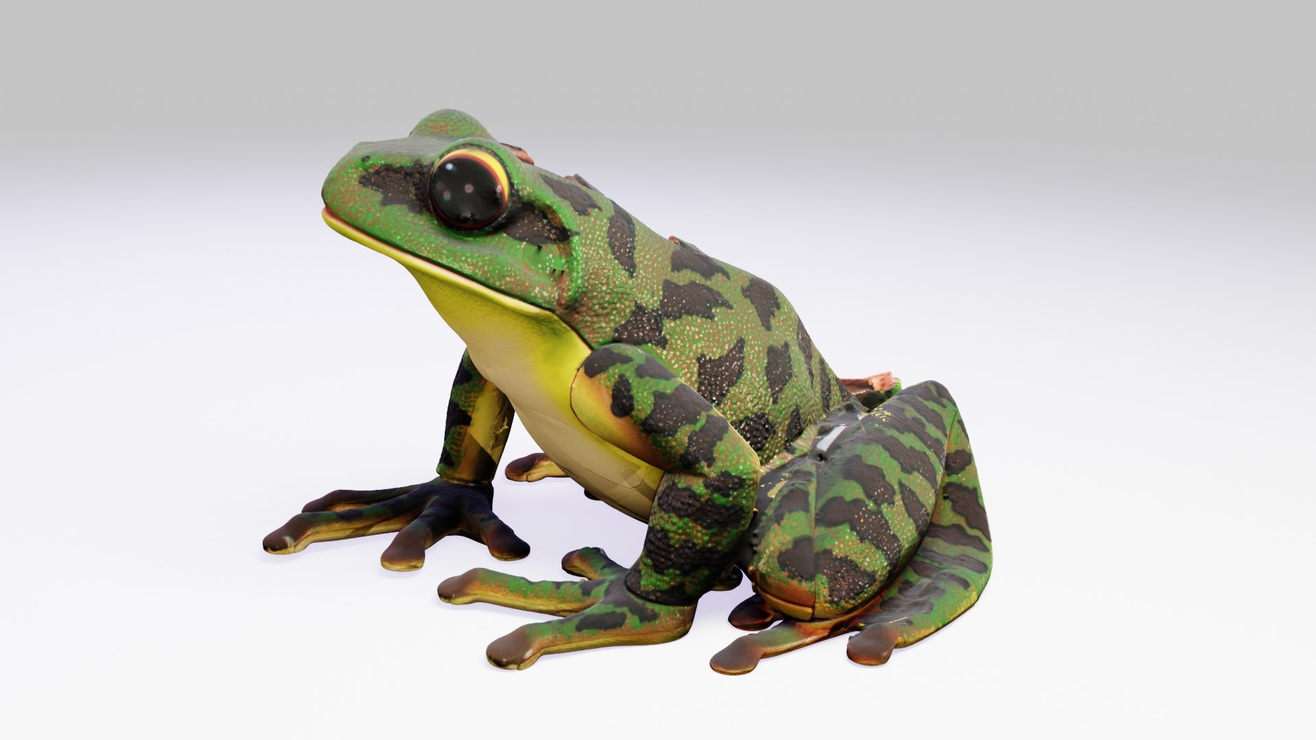 3D Anatomy Frog Model - TurboSquid 2001232