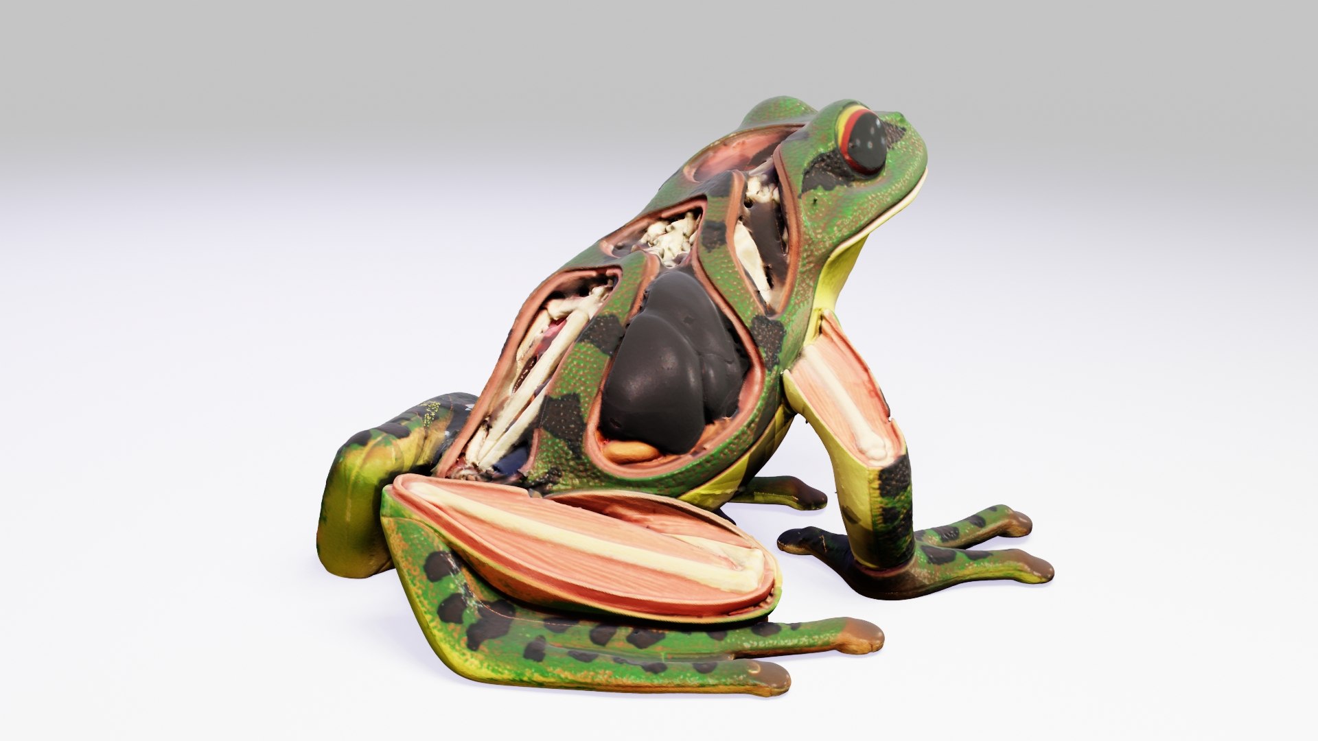 3D Anatomy Frog Model - TurboSquid 2001232