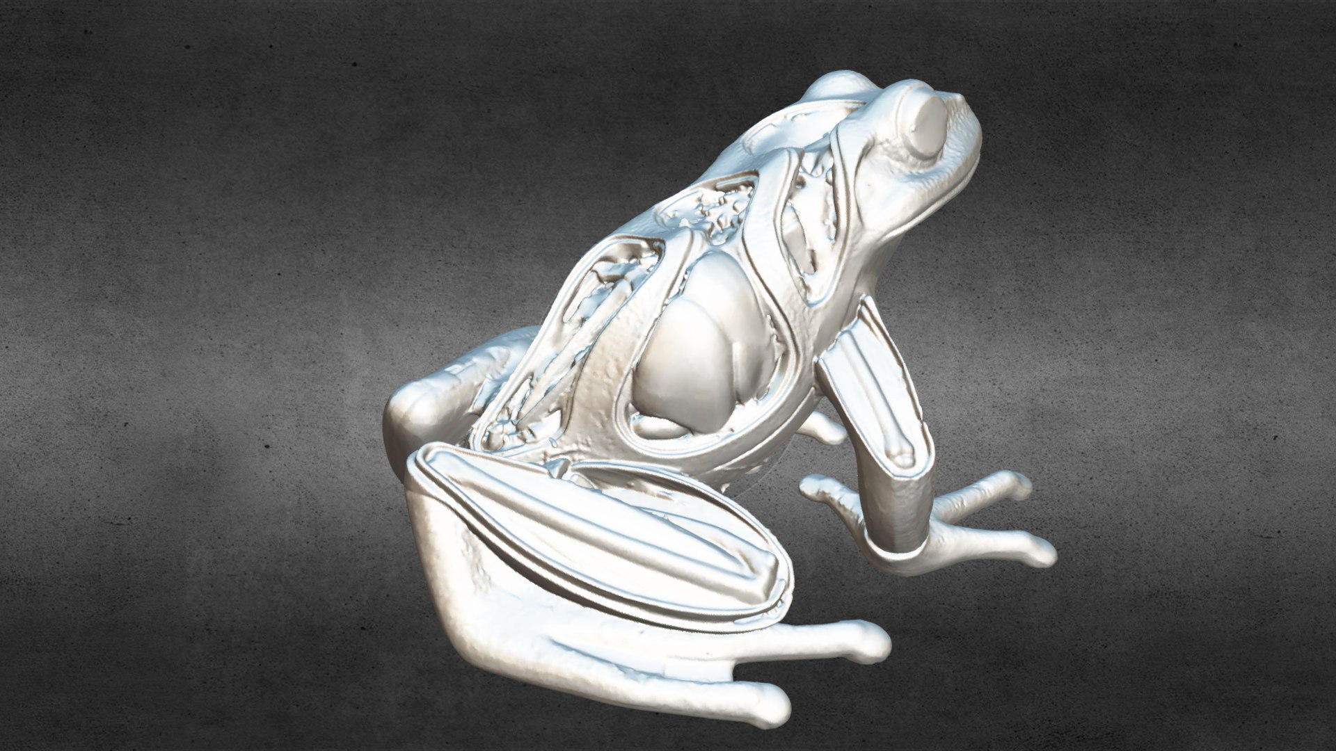 3D Anatomy Frog Model - TurboSquid 2001232