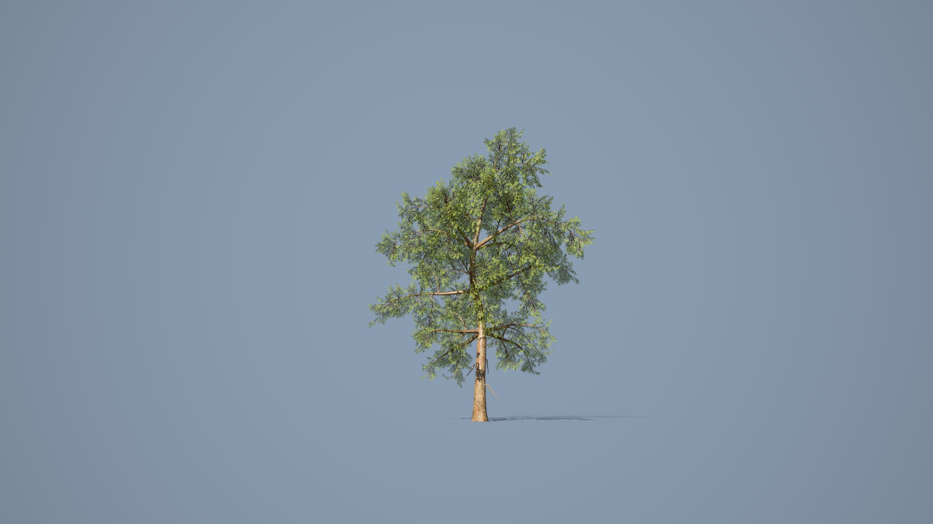 Low Poly Pine Tree Model - TurboSquid 2208751