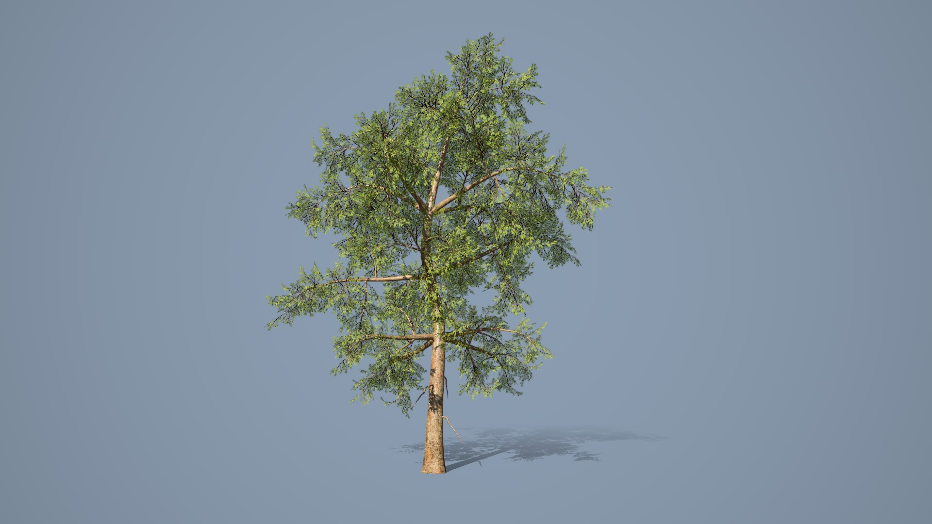 Low Poly Pine Tree Model - TurboSquid 2208751