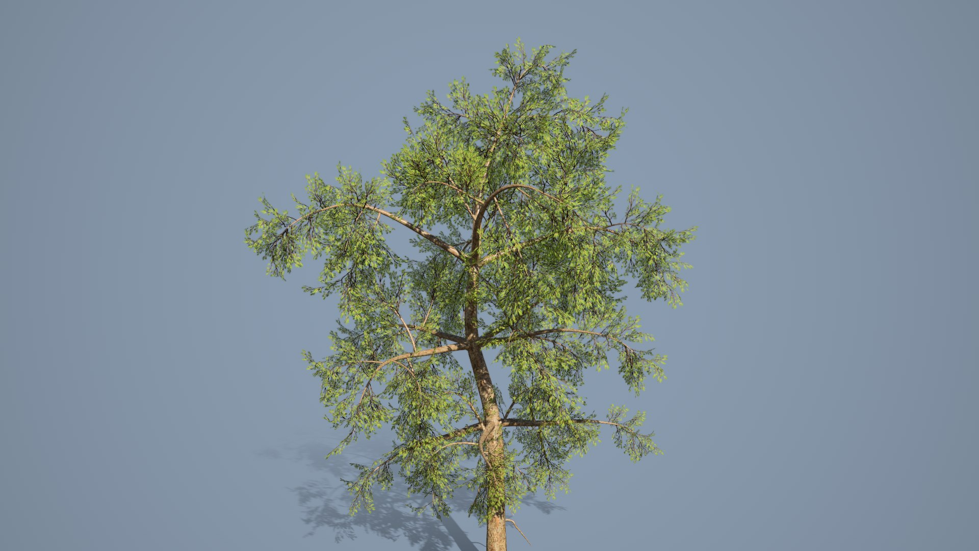 Low Poly Pine Tree Model - TurboSquid 2208751