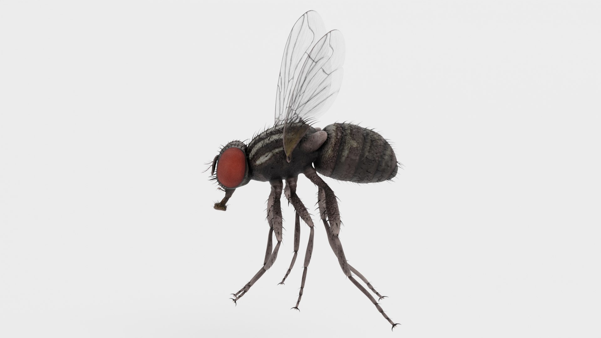 Common Fly - Animated Flying Model - TurboSquid 2228154