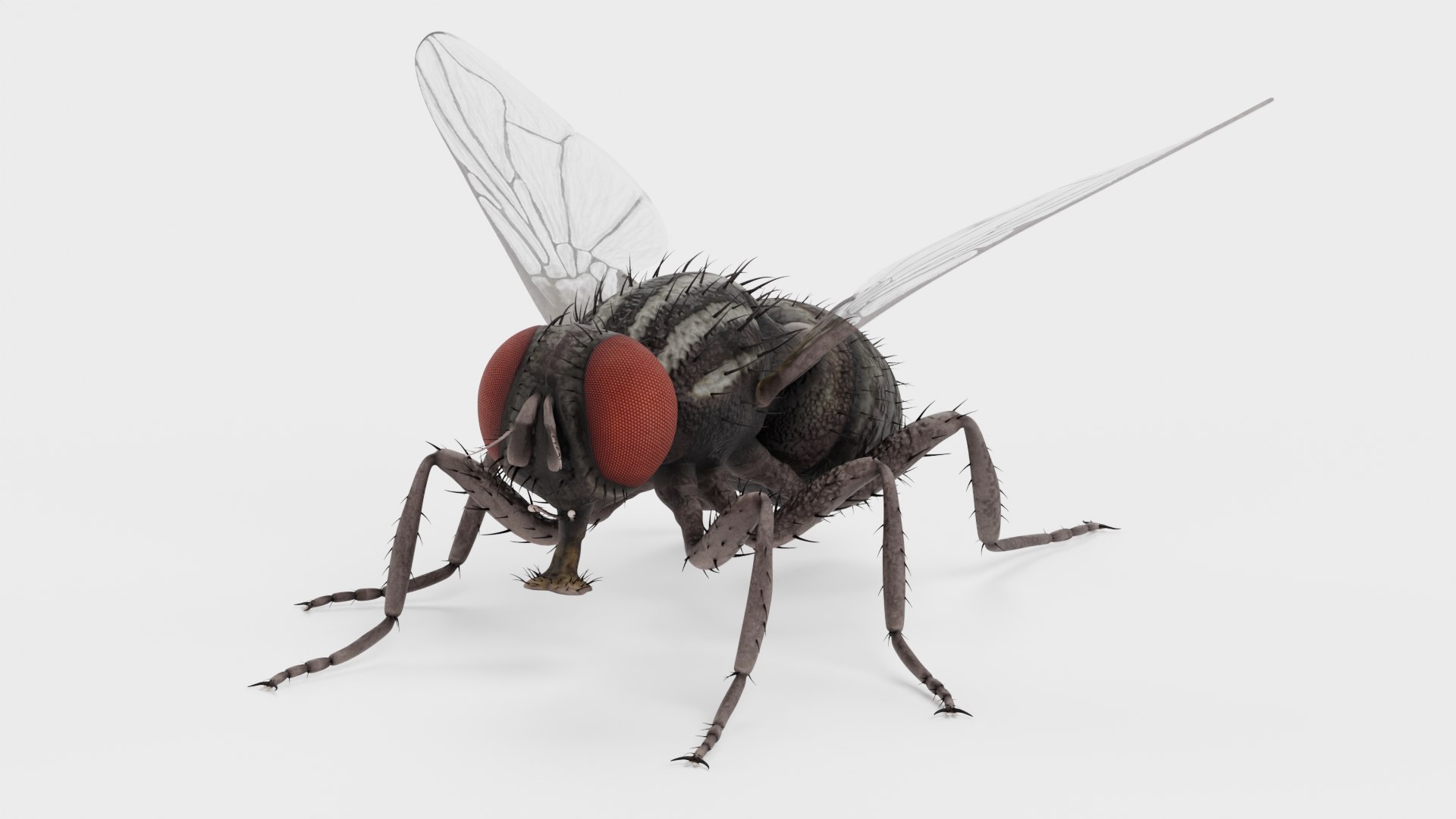 Common Fly - Animated Flying Model - TurboSquid 2228154
