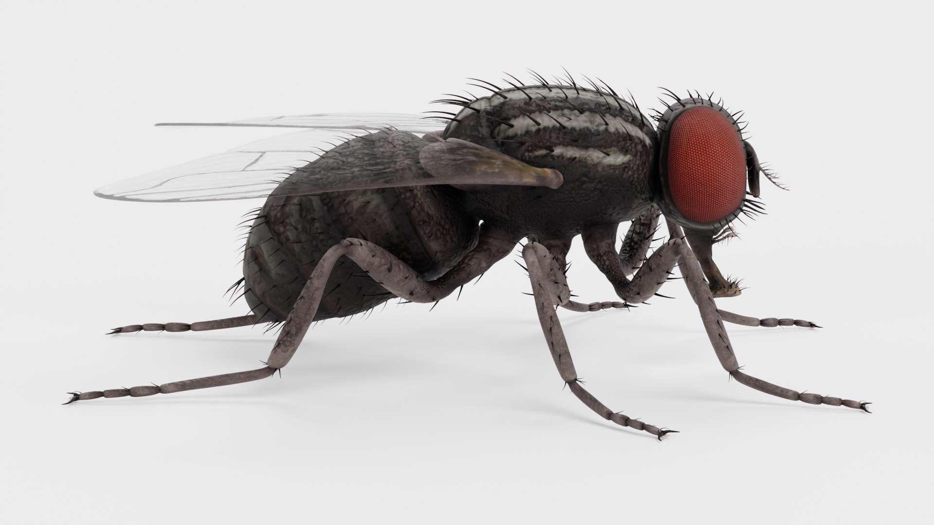 Common Fly - Animated Flying Model - TurboSquid 2228154
