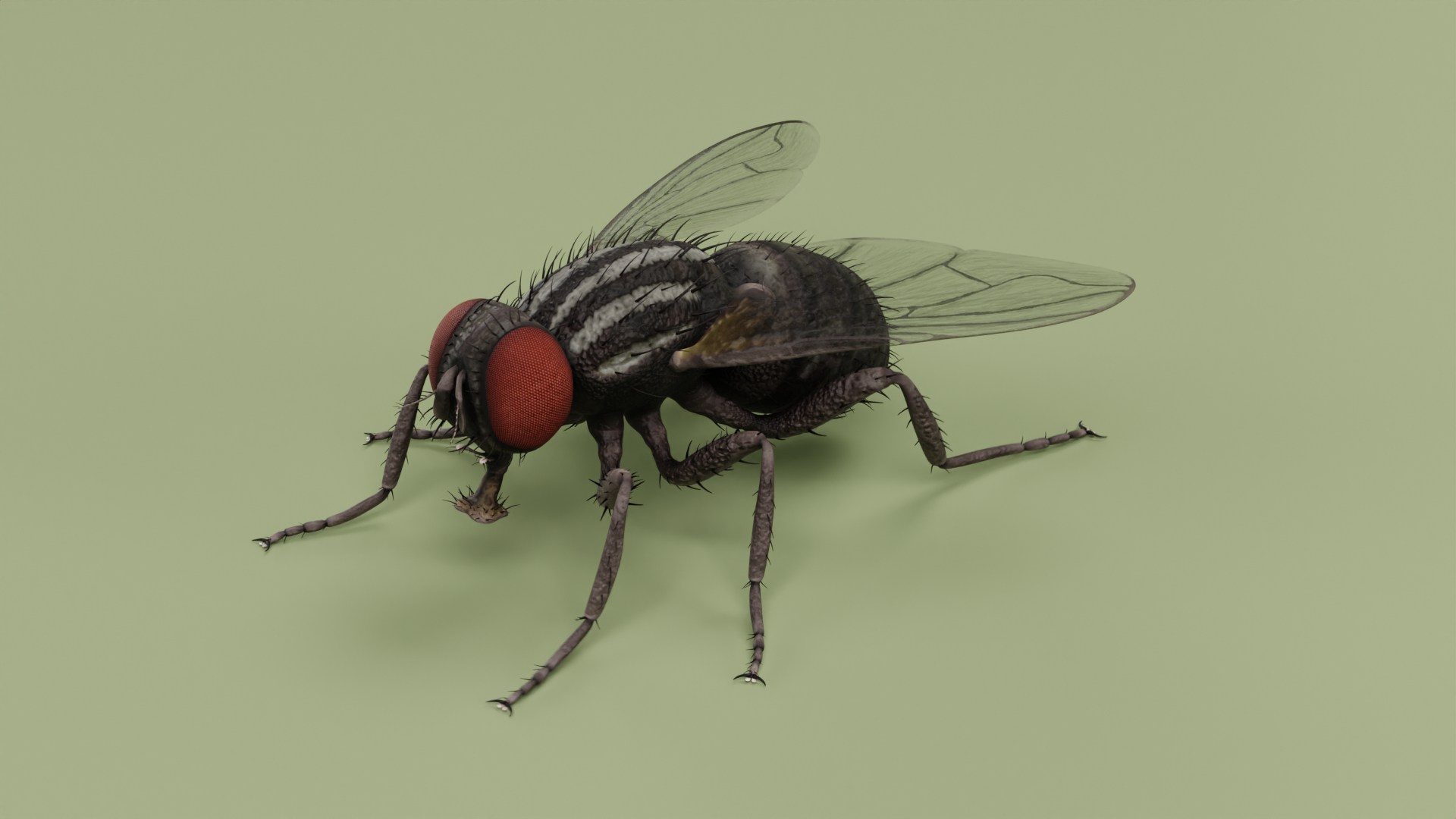 Common Fly - Animated Flying Model - TurboSquid 2228154