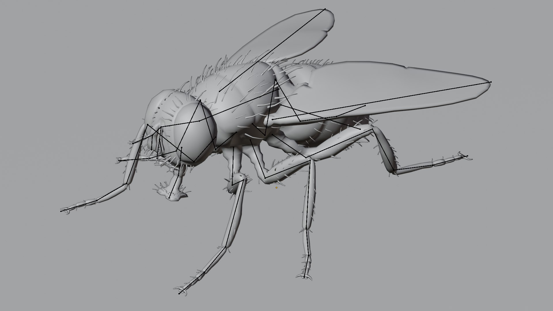 Common Fly - Animated Flying Model - TurboSquid 2228154