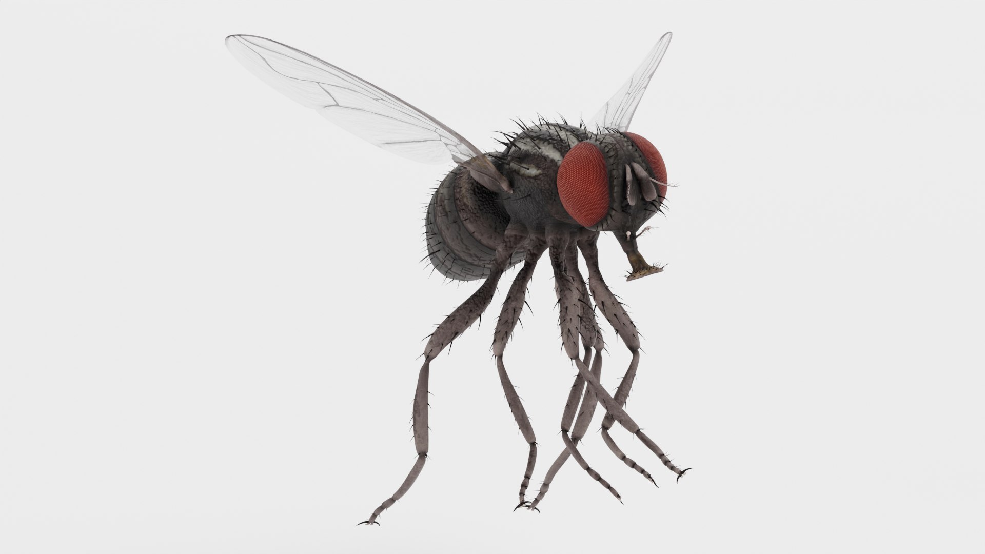 Common Fly - Animated Flying Model - TurboSquid 2228154
