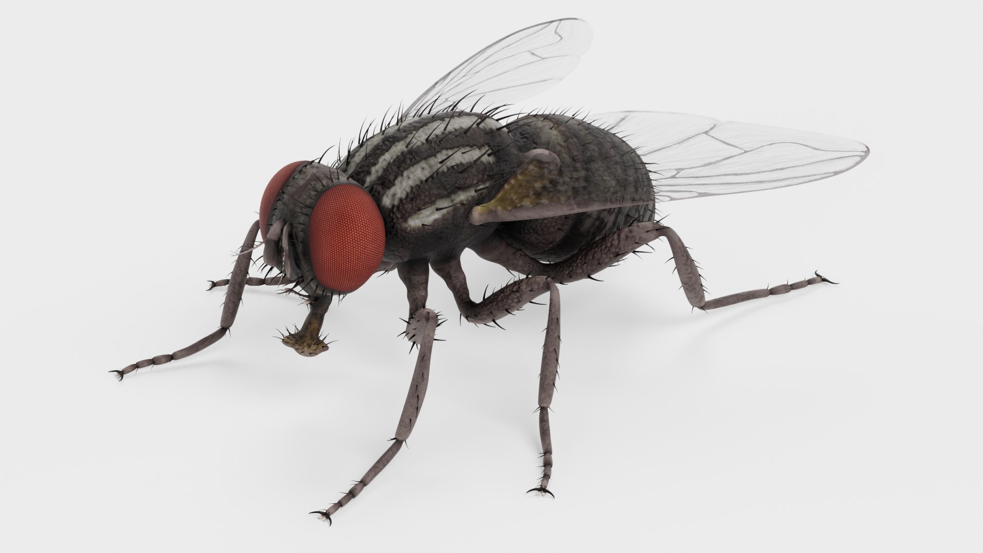 Common Fly - Animated Flying Model - TurboSquid 2228154
